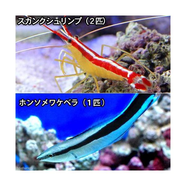 ◎　kaisui73　kyousei　エビ　ベラ　海水魚　クリーナーシュリンプ　クリーナーフィッシュ　ホンソメワケベラ　スカンクシュリンプ　海水　海水生体　無脊椎　20121115　ＭＲＫ　m_cleanfish　sri01_fish16　...