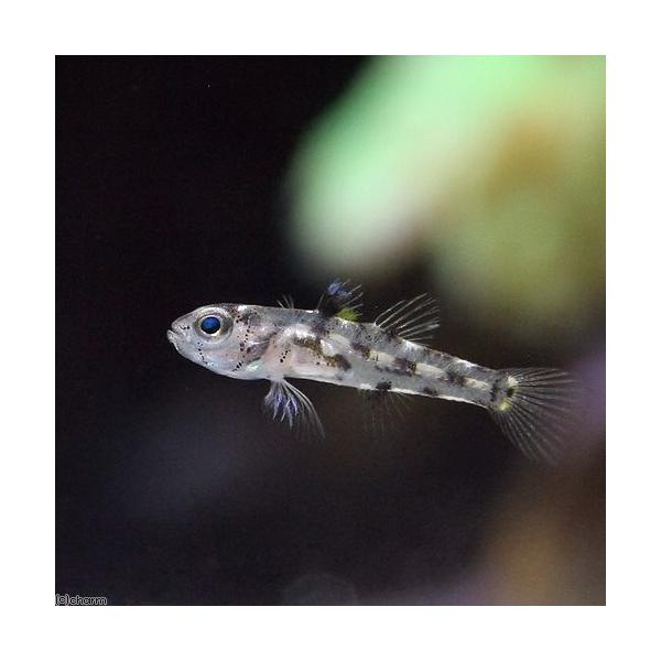 熱帯魚・エビ他　_aqua　◎　kaisui73　海水　海水生体　海水魚　汽水　m_goby　20130317　OSH　mrnp5bai130914　kaijyo　アクアリウム　livehazebait　y13m03