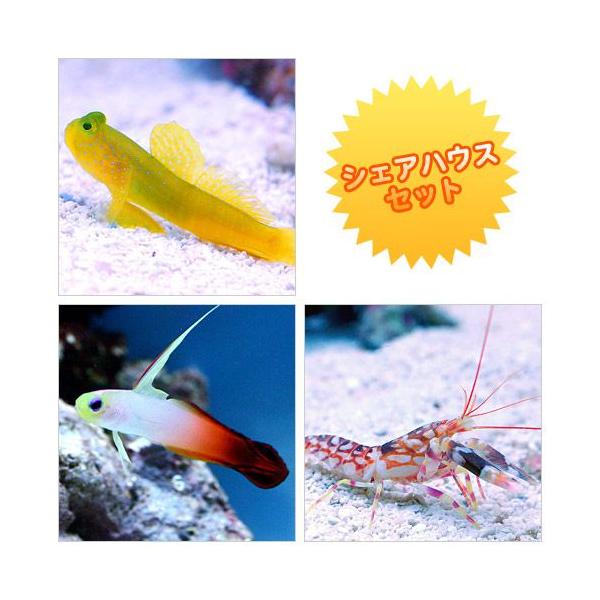 ◎　kaisui73　m_goby　kyousei　海水　海水生体　海水魚　ギンガハゼ　ハゼ　ゴビー　共生　テッポウエビ　m_shrimp　マリンシュリンプ　20130409　ＭＲＫ　magnifica_1231　Cryptocentrus...