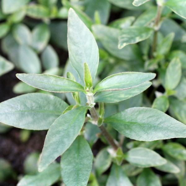 PF_SPQ　熱帯魚　_wp　_aqua　Rotala　rotundifolia　H'ra　Gia　Lai　水草　後景草　all_plants　wp_kywrd　20110606　Ys13wptop191127　グリーンレインキー　y22m...