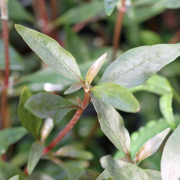 PF_SPQ　熱帯魚　_wp　_aqua　Alternanthera　水草　後景草　赤い　アルテルナンテラレインキーはこちら　all_plants　水草赤い　水上葉_アルテルナンテラ　wp_kywrd　aucka24　ortnm88　y22m01