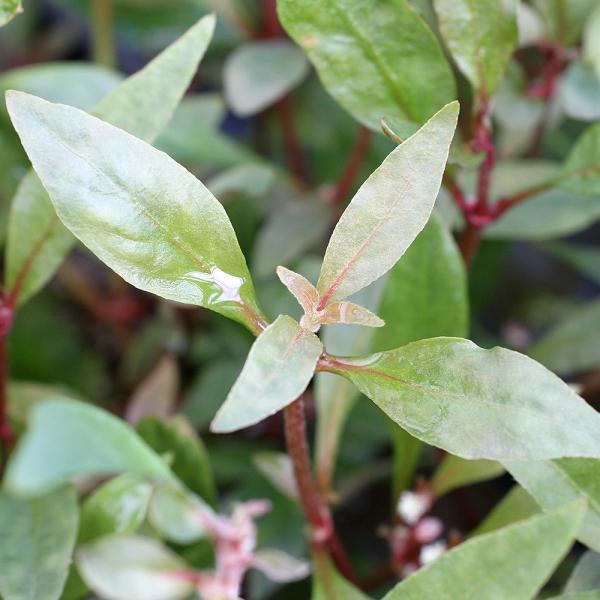 PF_SPQ　熱帯魚　_wp　_aqua　水草　後景草　赤い　all_plants　水草赤い　水上葉_アルテルナンテラ　wp_kywrd　autumn_wp　wptop3_190327　roseafolia　2wptop200325　y22m01