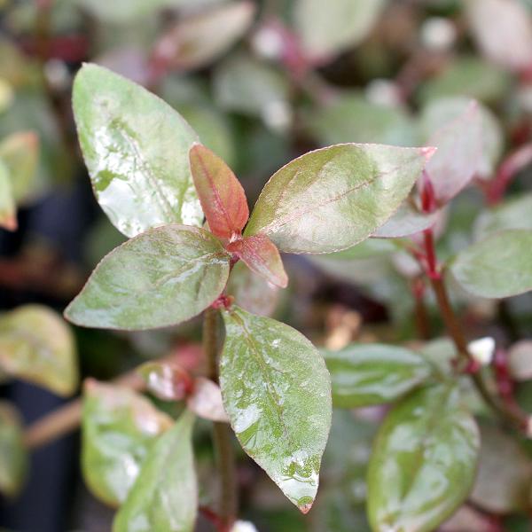 PF_SPQ　熱帯魚　_aqua　Alternanthera　水草　後景草　赤い　アルテルナンテラレインキーブルグンデロットはこちら　all_plants　水草赤い　水上葉_アルテルナンテラ　avoid11　wp_kywrd　wptop3_...