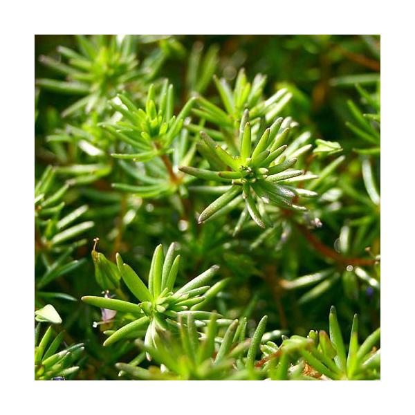 PF_SPQ　熱帯魚　_wp　_aqua　Bacopa　水草　後景草　きめ細かい　all_plants　水上葉_バコパ　wp_kywrd　3wptop191030　y22m01