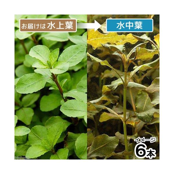 PF_SPQ　熱帯魚　_aqua　hygrophila　水草　後景草　丸い　all_plants　ハイグロフィラsp.ダークブラウンタイ産はこちら　水上葉_ハイグロフィラ　wp_kywrd　tcmimimi　sp.　キツネノマゴ科　Acan...