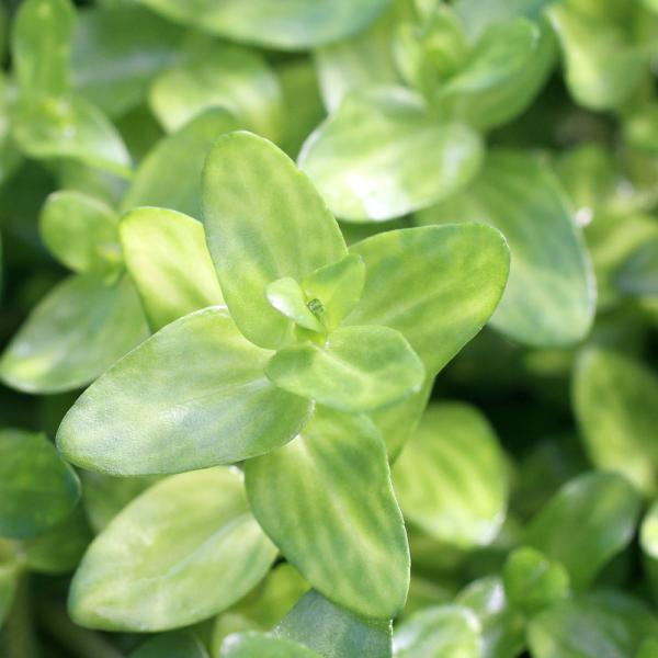 PF_SPQ　_aqua　熱帯魚　Bacopa　水草　後景草　丸い　all_plants　水上葉_バコパmakase_omake　wp_kywrd　bacopa-yellow　wptop3_1904032wptop200325　y22m01
