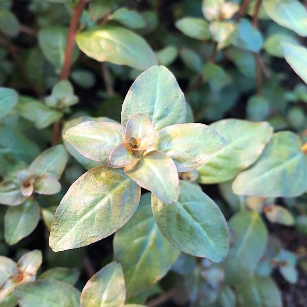 PF_SPQ　熱帯魚　Ludwigia　水草　後景草　赤い　all_plants　ルドウィジアsp.ギニア産はこちら　1016　水草赤い　plants_africa　水上葉_ルドウィジア　朝摘みシリーズ　yakla20　avoid11　wp...