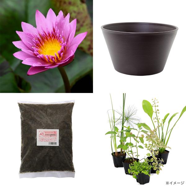 _aqua　sfset　_gardening　スイレン　睡蓮　栽培　育て方　熱帯性スイレンまつり　ビオトープ　水辺植物　水生植物　ビオトープレイアウト　熱帯性スイレンセット　ガーデニング　スイレンと鉢のセット　ブルー　all_plants　...