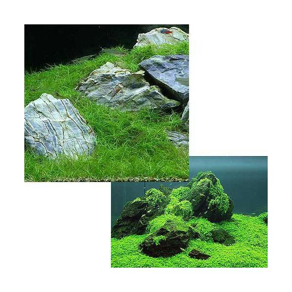 熱帯魚　水草　セット　レイアウト　all_plants　wp_kywrd　20130207　hairgrass140730水草　グラス　パール　キューバ　キューバパール　キューバパールグラス　ショートヘアグラス　47house　mizks1...