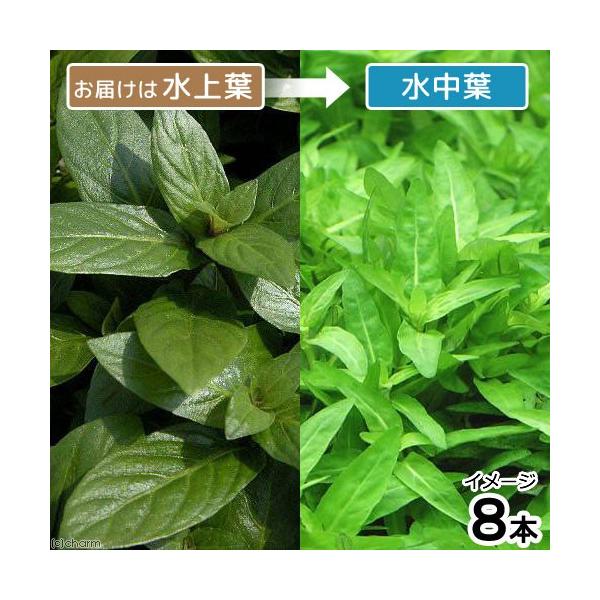 PF_SPQ　熱帯魚　_aqua　水草　前景草　横に広がる　all_plants　水上葉_前景草　ストロジンsp.はこちら　wp_kywrd　tckenken　specialplants　zen-chukeisou　bnr_topznki　...
