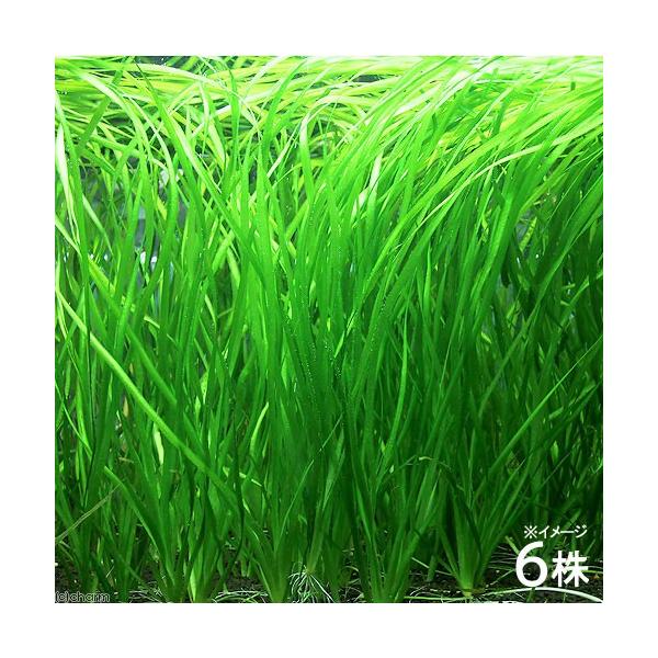 熱帯魚　_aqua　バリスネリア　水草　後景草　細い　all_plants　Ｖａｌｌｉｓｎｅｒｉａ　wp0414_4back　sekisyoumo_1123　wptop3_190703　p5mizbrk2305　y22m01　seitaie...