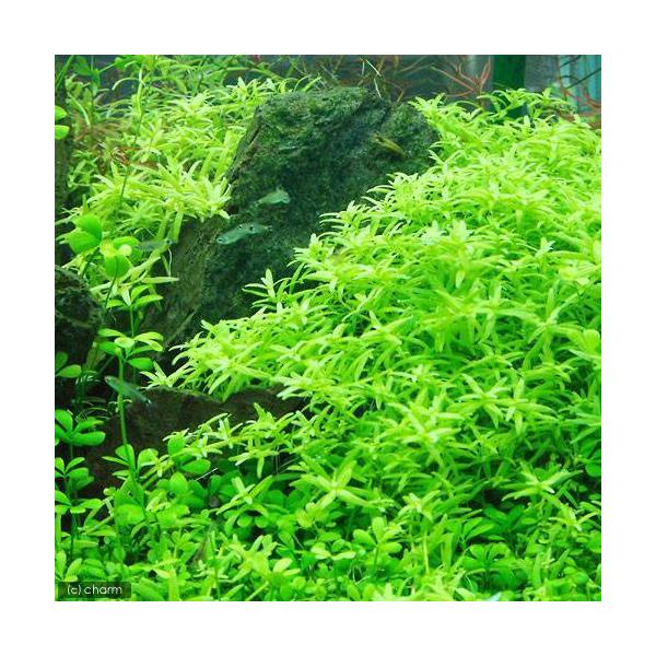 グリーン　ロタラ　Rotala_green　_aqua　熱帯魚　中景草　横に広がる　ミソハギ科　Ｌｙｔｈｒａｃｅａｅ　キカシグサ属　Ｒｏｔａｌａ　sｐ．‘ｇｒｅｅｎ’　水中葉　無農薬　20000101　YS　wp2000fes　kansya...