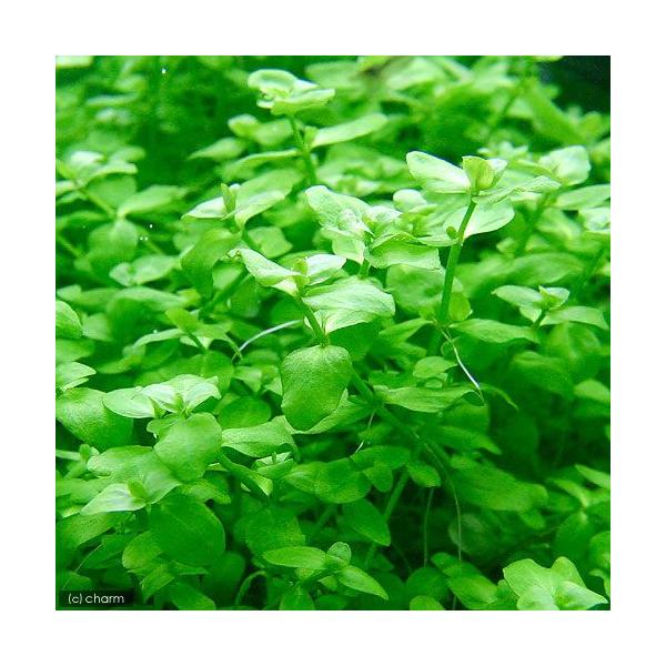 熱帯魚　_aqua　Bacopa　水草　中景草　横に広がる　オーストラリスはこちら　wp0106_5frbl　Y9lnq7rU_wpp　tW0g_Mbfg9　wptop2_190619　有茎草　バコパ　オーストラリス　ａｕｓｔｒａｌｉｓ　ア...