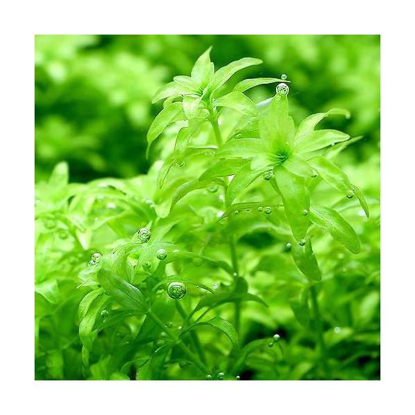 熱帯魚　水草　中景草　横に広がる　北米　ライトグリーン　パールグラス　GreenCarpet　Ｈｅｍｉａｎｔｈｕｓ　ｍｉｃｒａｎｔｈｅｍｏｉｄｅｓ　ゴマノハグサ科　ヘミアントゥス属　Ｓｃｒｏｐｈｕｌａｒｉａｃｅａｅ　Ｈｅｍｉａｎｔｈｕｓ　2...