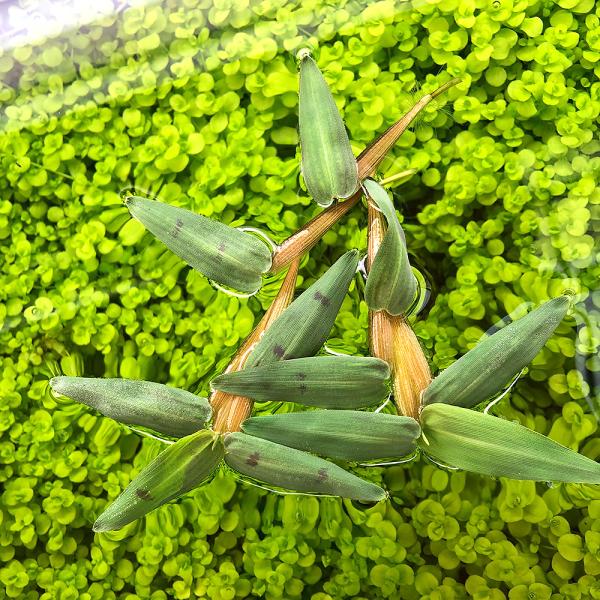 _aqua　_gardening　金魚・メダカ　金魚藻　ビオトープ　ガーデニング　水辺植物　浮き草　ukikusa0410　all_plants　ukikusa_0405　ビオ浮き草　gandam24　wp_kywrd　kingyomo_o...