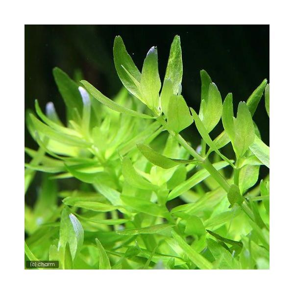 熱帯魚　_wp　_aqua　有茎　マ行　水草　前景草　横に広がる　all_plants　toigsd34　wptop2_190116　p5mizbrk2305