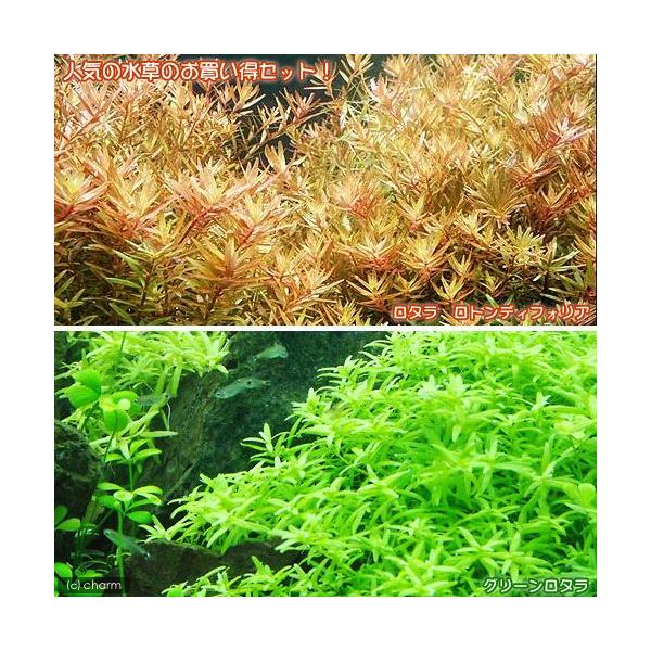 Rotala_green　Rotala_dyforia　熱帯魚　_aqua　水草　中景草　横に広がる　初心者　ビギナー　グリーンロタラ　Rotala　sp.“green"　ミソハギ科　Lythraceae　キカシグサ属　ロタラ　ロトンディフ...