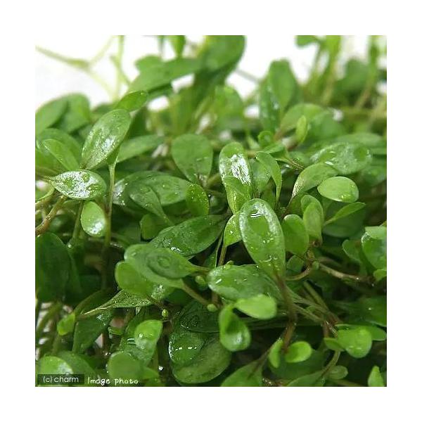 PF_SPQ　熱帯魚　_aqua　水草　前景草　絨毯のような　グロッソスティグマはこちら　all_plants　水上葉_前景草　ninki_plants　grosso_stingma　wp_kywrd　グロッソスティグマ　glosso_dk...