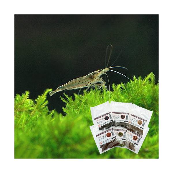 _aqua　熱帯魚・エビ他　ヤマト・ミナミ　ヤマトヌマエビ　２０匹　アマノシュリンプ　定番コケ対策　厳選水草用お勧め商品　食べさせる　seitaitop8　Ｃａｒｉｄｉｎａ　ｍｕｌｔｉｄｅｎｔａｔａ　ｊａｐｏｎｉｃａ　ヤマトヌマエビ単品　a...