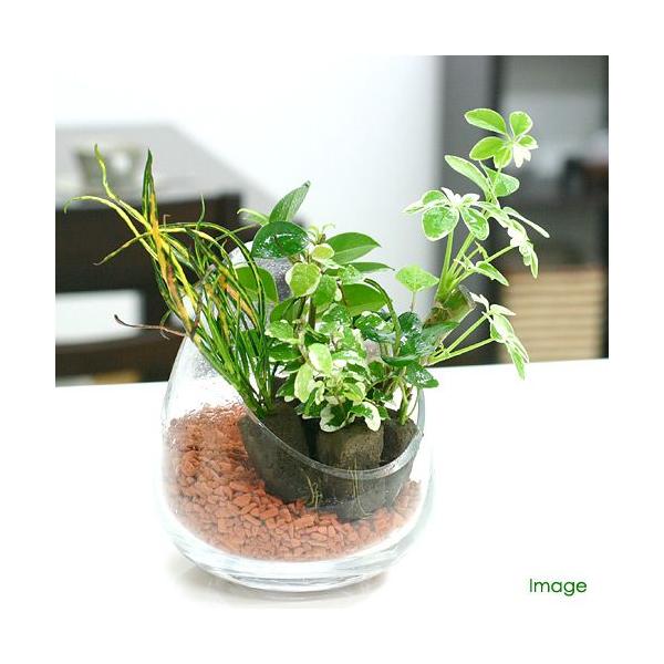 _kame　_hachu　_gardening　ガーデニング　観葉植物　観葉　ハイドロカルチャー　オアシス苗　oasisnae　omakase_oasisnae　omakase_oasis_hydro　両爬向き植物　水耕栽培シリーズ　植物　...