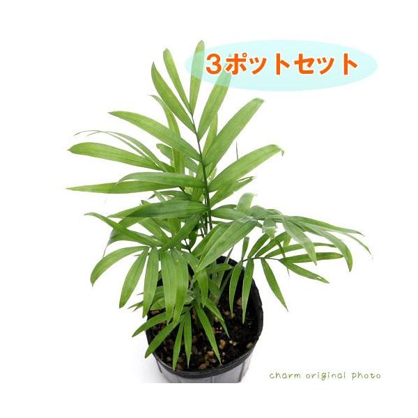 paludariumplants　観葉　邑楽店　_gardening　観葉植物　ガーデニング　ビバリウム　アクアテラリウム　パルダリウム　両爬向き植物　ヤシ科　カマエドレア属　Chamaedoreo　elegans　カマエドレア　チャメドレ...