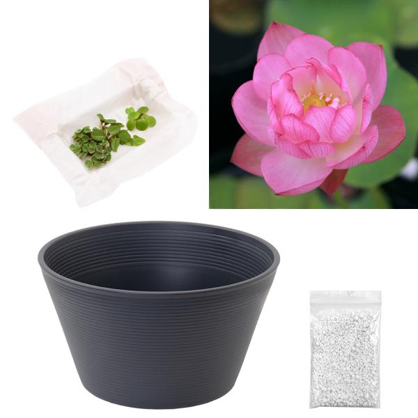 ビオトープ　ガーデニング　水辺植物　ハス　発芽待ちハス　植物　植物生体　ガーデニング生体　育て方　育成方法　栽培方法　20230303　tsbs　leafwaterpotgry