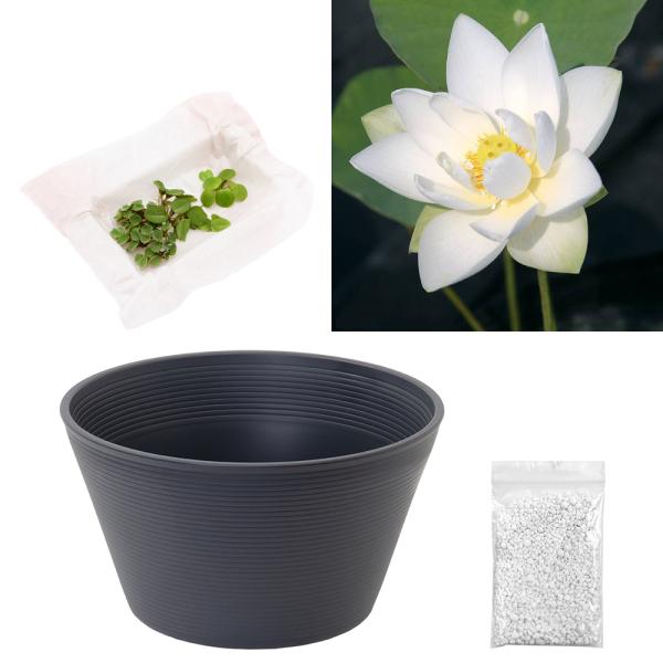 ビオトープ　ガーデニング　水辺植物　ハス　発芽待ちハス　育て方　育成方法　栽培方法　20230303　tsbs　leafwaterpotgry　seitaieventaa202507