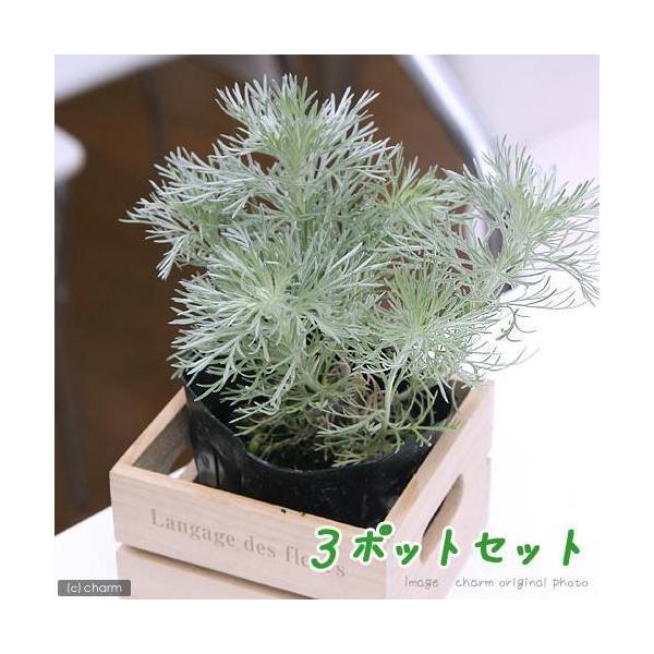 _gardening　ガーデニング　ハーブ　野菜　果物　emporio　観葉植物　all_plants　-set　emporio400_599　育て方　育成方法　栽培方法
