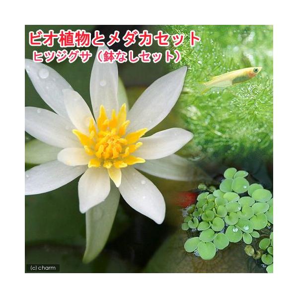 スイレン　睡蓮　栽培　育て方　ビオトープ　ガーデニング　水辺植物　その他植物　set_wmedaka　鉢なしセット　鉢なしセットその他植物　20100506　TT　メダカセット　初心者セット　植物　植物生体　ガーデニング生体　039_lis...
