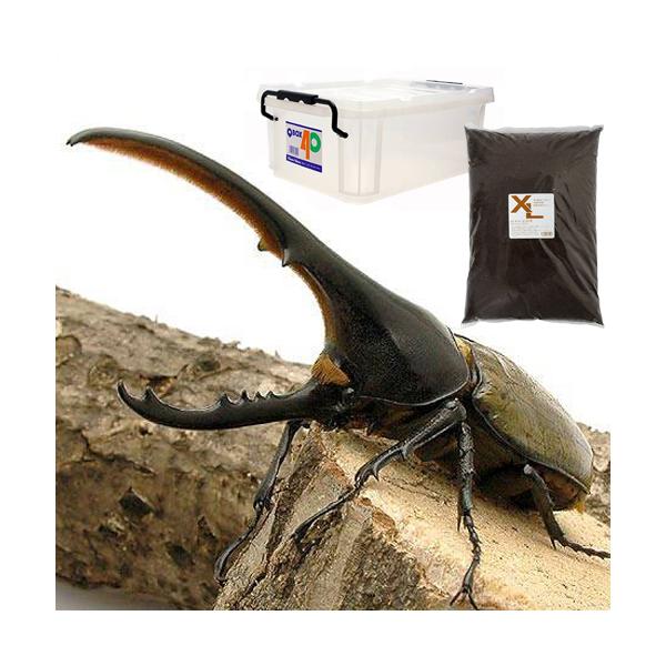 カブトムシ　幼虫　sfset　昆虫用品　発酵マット　ダイナステス　カブト・クワガタ・用品　飼育マット　ヘラクレス幼虫セット　jp1109　▲ヘラクレス・ヘラクレス　昆虫　heracless_mat　startset_insect　start...