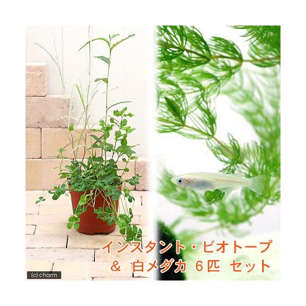 ガーデニング　水辺植物　ビオトープ　浮き草　メダカ　ヒメダカ　インスタント・ビオトープ　bio-medaka0426　20110426　ＴＮmini_bio0613raku　初心者　セット　インスタントビオシリーズ　startset_wpl...