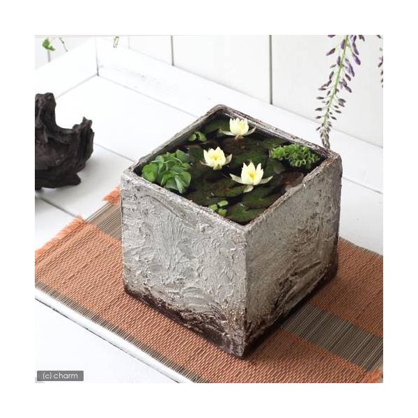 _gardening　スイレン　睡蓮　栽培　育て方　ガーデニング　園芸用品　姫睡蓮鉢　姫スイレン　粗目　20110427　ＴＮ　姫睡蓮鉢_角　sai_others　startset_himesuiren　N7E9u4hf_bitp　植物　植...