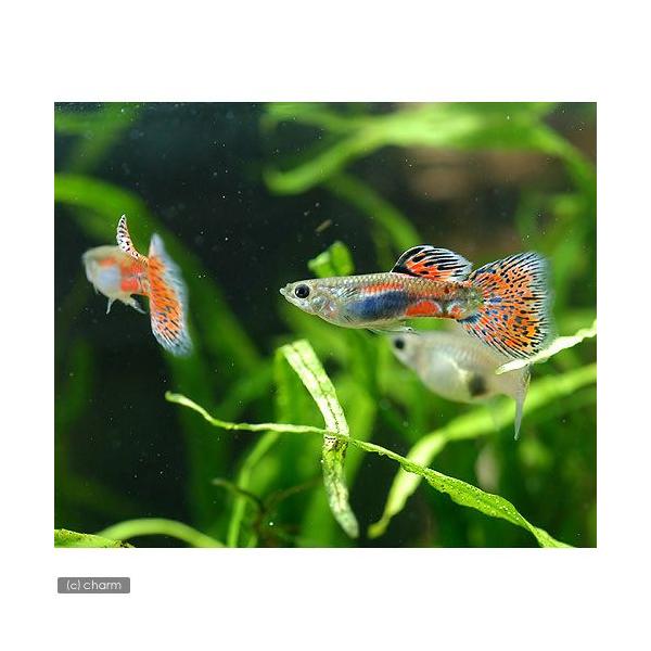 _aqua　熱帯魚・エビ他　グッピー　ノーマル系　レッドグラス・グッピー　国産ブリード　３ペア　ビギナーにオススメ　20101017　ＹＩ　kokusan_guppy　201312guppyangel20　wes0520_pd10_kksg...