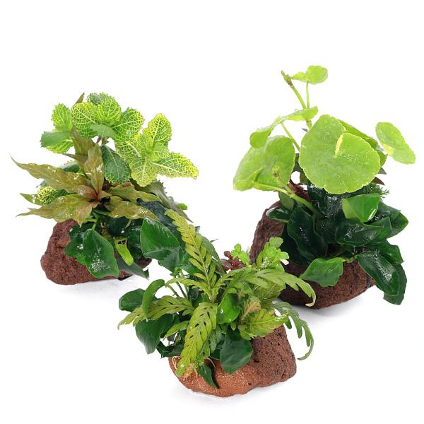 熱帯魚　_aqua　水草　溶岩石付　all_plants　穴あき溶岩石　クリスマス限定　寄せ植え　xmascolorWP　xmas_suijyoha　20101126　ＯＳＨ　wp_kywrd　wp_xmas-color　mosstree2...