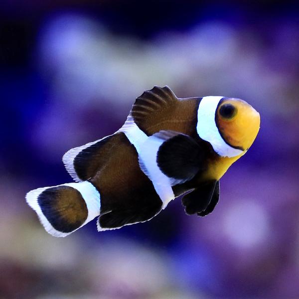 Amphiprionocellaris_black　◎　m_kumanomi　ma_blackocellaris　カクレクマノミ　海水　海水生体　海水魚　ブラックオセラリス　Ａｍｐｈｉｐｒｉｏｎ　ｏｃｅｌｌａｒｉｓ　kaijyo