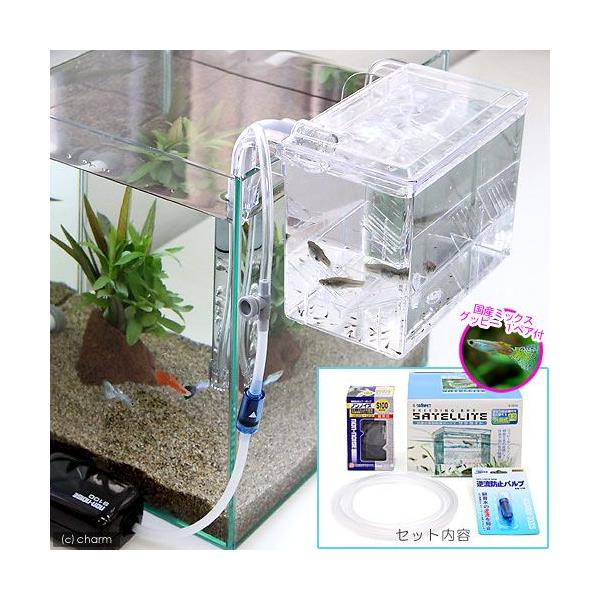 アクアリウム用品　アクア用品　仕切り板／産卵箱　産卵箱・産卵ボックス　本州・四国限定　外掛式産卵飼育ボックス　サテライト　スターターセット　国産ミックスグッピー　１ペア　付　産卵箱　サテライトスターターセット　20101110　MI10P1...