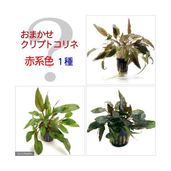 negativeplants　熱帯魚　水草　セット　ビギナー　初心者　簡単　all_plants　wp_kywrd　20120118　ＴＮ　_aqua　おまかせ　クリプトコリネ　Ｃｒｙｐｔｏｃｏｒｙｎｅ　赤色　赤系色　１ポット　qvJZ_0...