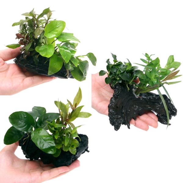 熱帯魚　thebonsaiseries　水草　流木付　エビ用水草　wp_kywrd　アヌビアス　ナナ　プチ　ナナプチ　アヌビアスナナプチ　ボンサイ　寄せ植え　Ａｎｕｂｉａｓｂａｒｔｅｒｉｖａｒｎａｎａ2013　wes0520_pd10　to...