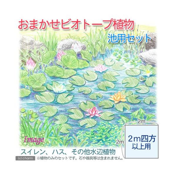 sfset　_gardening　ガーデニング　園芸　水辺植物　ビオトープ　池　スイレン　睡蓮　ハス　蓮　池用植物セット　20120620　ＴＮ　bio_130715　aL7qi29z_bitp　saki27to09　rkmr6_pd10_...