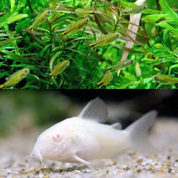 熱帯魚・エビ他　カラシン　テトラ等　シルバー・チップ　コリドラス　アエネウスアルビノ　低棲魚　ショートノーズ　コリドラス・アエネウスアルビノ　コリドラスアエネウスアルビノ　白コリ　Ｃｏｒｙｄｏｒａｓ　ｐａｎｄａ　Co_breed　Co_pa...