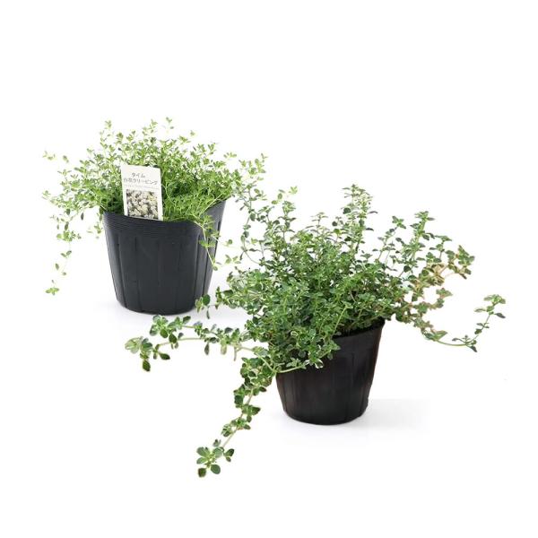 観葉植物　_gardening　ガーデニング　ハーブ　苗　タイム　ハーブガーデン　グランドカバー　寄せ植え　キッチンハーブ　料理ハーブ　ティーハーブ　ハーブティー　イングリッシュガーデン　鉢植え　庭植え　花壇　アロマ　ポプリ　Thymus　...