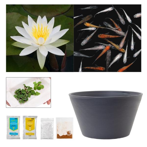 ラメメダカ付き！チャームおすすめビオトープセット！　温帯性睡蓮　白　ラメメダカ　睡蓮　栽培　育て方　ビオトープ　鉢　ガーデニング　水辺植物　スイレンと鉢のセット　はじめての睡蓮セット　温帯性　はじめての睡蓮栽培セット　ビオトープセット　ビオ...