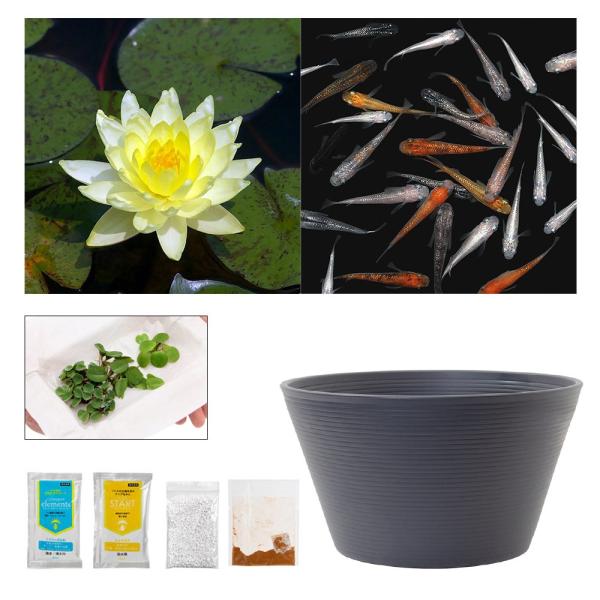 ラメメダカ付き！チャームおすすめビオトープセット！　ジョイトモキック　ラメメダカ　睡蓮　栽培　育て方　ビオトープ　鉢　ガーデニング　水辺植物　スイレンと鉢のセット　はじめての睡蓮セット　温帯性　はじめての睡蓮栽培セット　ビオトープセット　ビ...