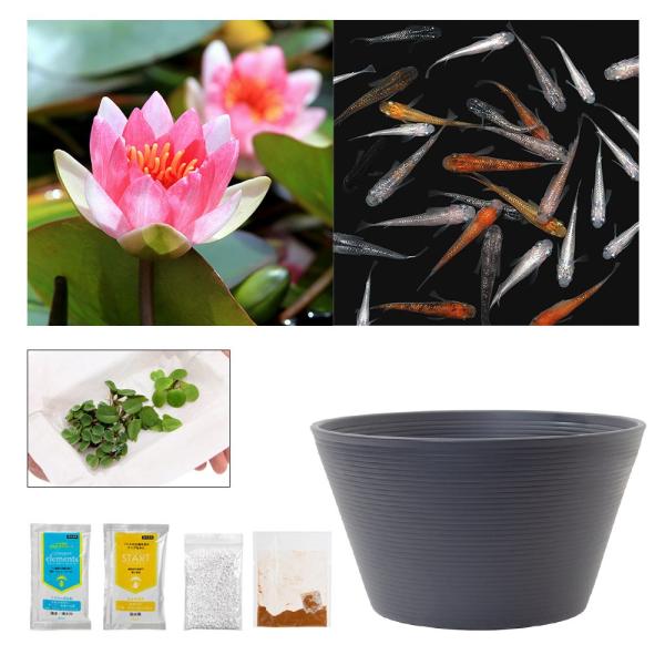 ラメメダカ付き！チャームおすすめビオトープセット！　レイディケリ・フルゲンス　ラメメダカ　睡蓮　栽培　育て方　ビオトープ　鉢　ガーデニング　水辺植物　スイレンと鉢のセット　はじめての睡蓮セット　温帯性　はじめての睡蓮栽培セット　ビオトープセ...