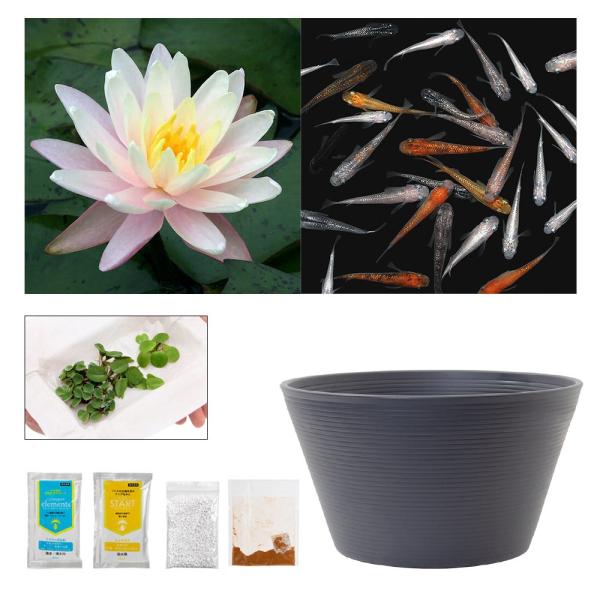 ラメメダカ付き！チャームおすすめビオトープセット！　バーバラ　ドビンス　ラメメダカ　睡蓮　栽培　育て方　ビオトープ　鉢　ガーデニング　水辺植物　スイレンと鉢のセット　はじめての睡蓮セット　温帯性　はじめての睡蓮栽培セット　ビオトープセット　...