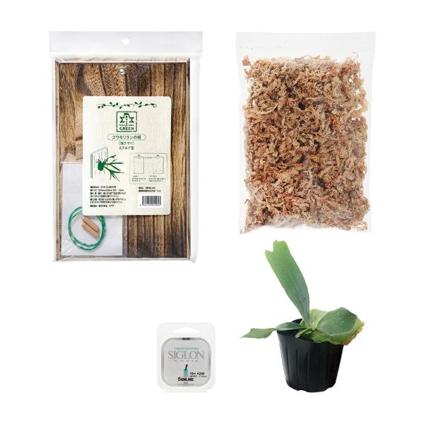 ＪＵＮ　Ｊ．ＧＲＥＥＮ　コウモリランの板　スクエア型　wakaoo　ガーデニング　園芸用品　着生素材　室内　園芸　着生ボード　ガーデニング用品　インテリア　オシャレ　着生植物　苔　コケ　自然素材　天然素材　_kame　_hachu　_gar...