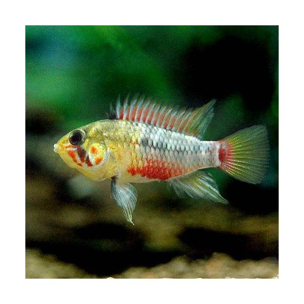 PF_SPQ　熱帯魚・エビ他　シクリッドアピスト・ラミレジィ・他　アピストグラマ・ホングスロイ　１匹　オス　fish_database　中南米産　Ａｐｉｓｔｏｇｒａｍｍａ　ｈｏｎｇｓｌｏｉ restock