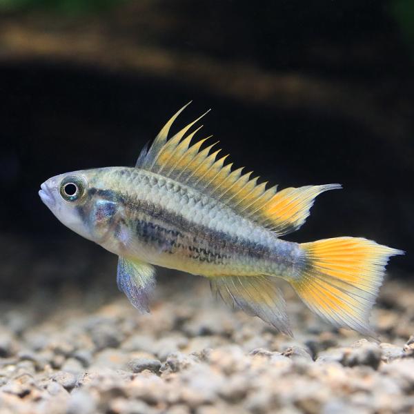 PF_SPQ　熱帯魚・エビ他　シクリッドアピスト・ラミレジィ・他　アピストグラマカカトイデス　オレンジテール　１ペア　fish_database　apigroup_cacatu　中南米産　スーパーオレンジ　20240715　ME　y24m0...