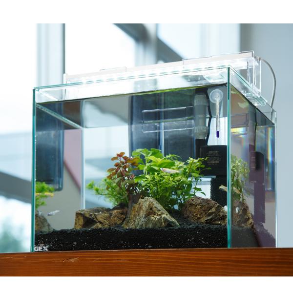 メーカー：用品+生体植物セット bnr_miniaqua_catebottom　飼育セット　ＧＥＸ　ガラス水槽　グラステリアＦＬ３００　スリムフィルターセット　めだかセット　水槽セット　飼育スターターセット　スターターセット　セット　まとめ...