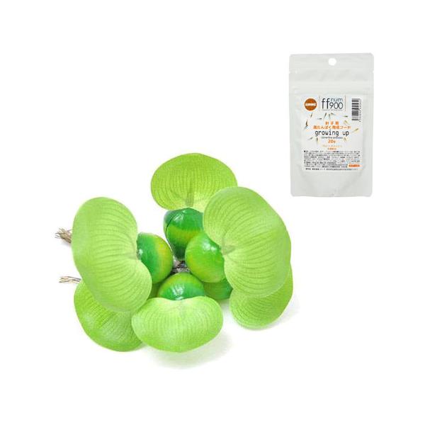 メーカー：用品セット アクアリウム用品　GEX　ジェックス　金魚・メダカ　アクア用品　水槽用アクセサリー　人工水草　メダカ　産卵　ホテイアオイ　_aqua　4972547025043　bnrmedakagenki　金魚　熱帯魚　エビ他　ff...